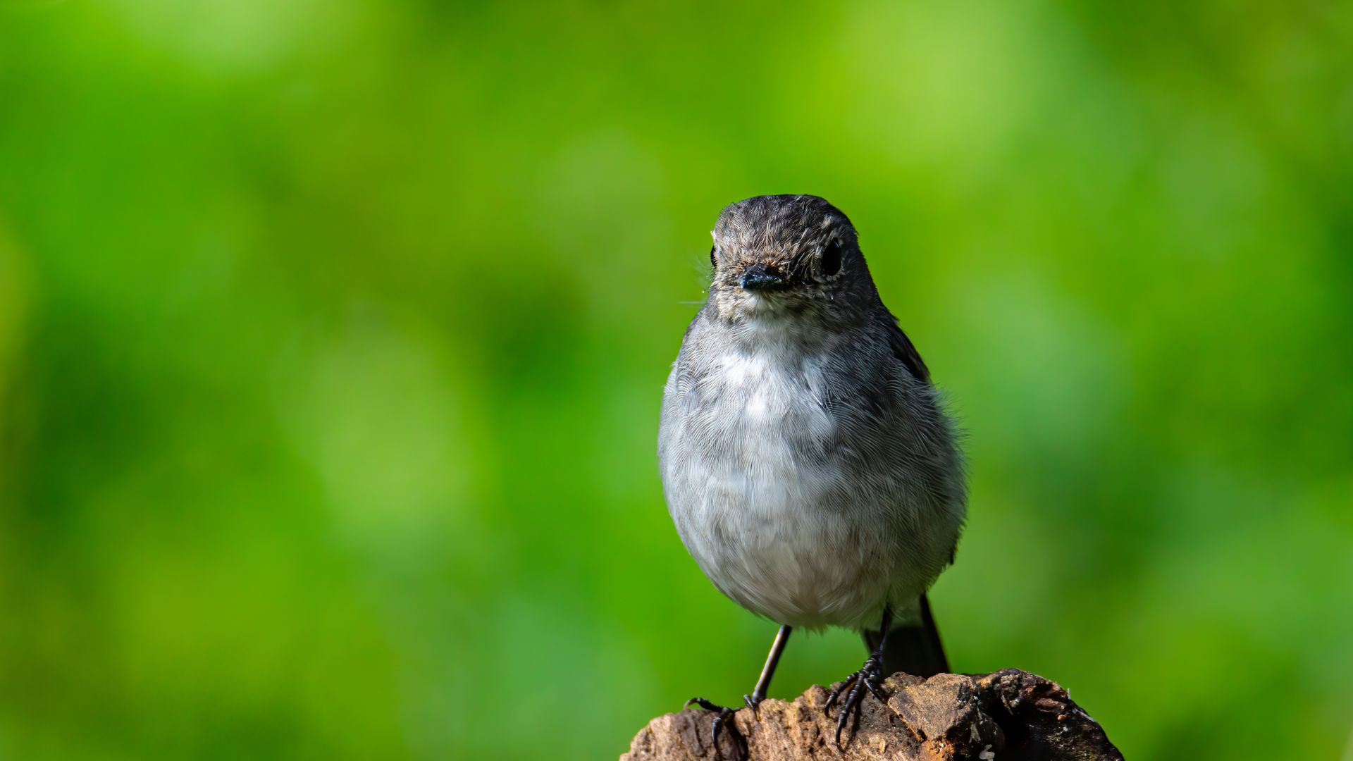 Sliders - Rhino and Forest Fund